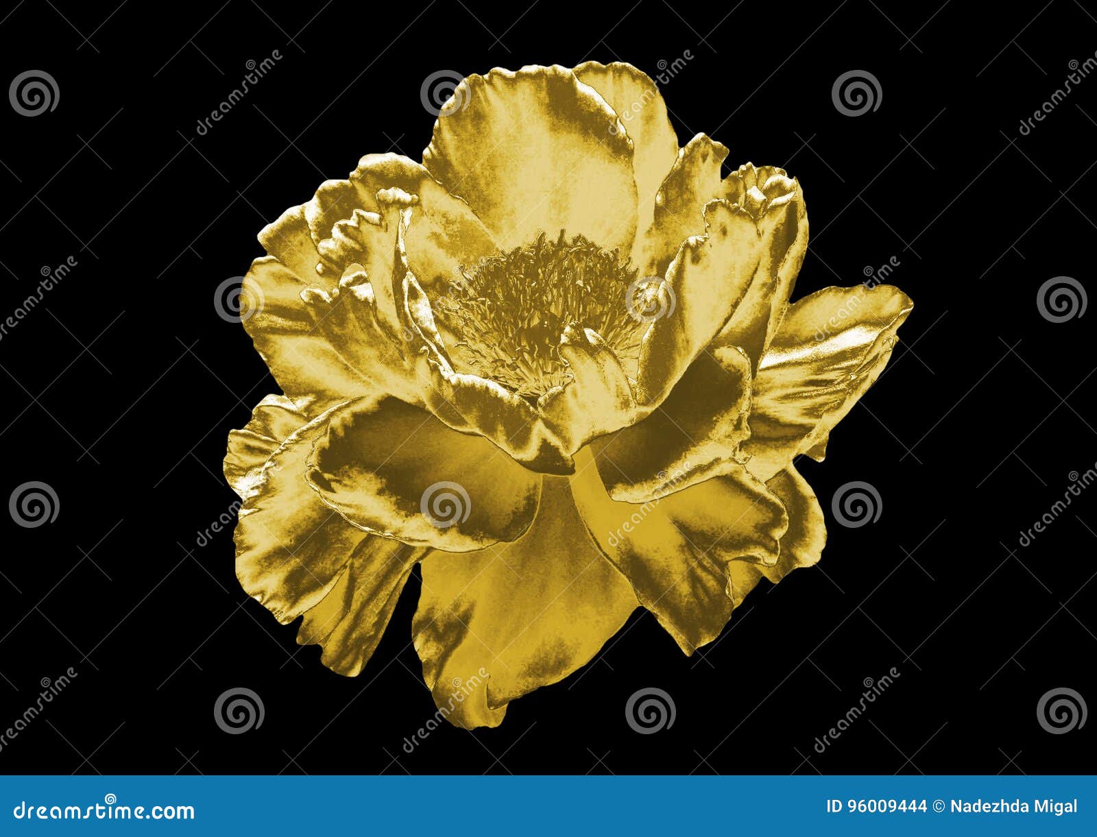 Flor de oro hermosa foto de archivo. Imagen de negro - 96009444