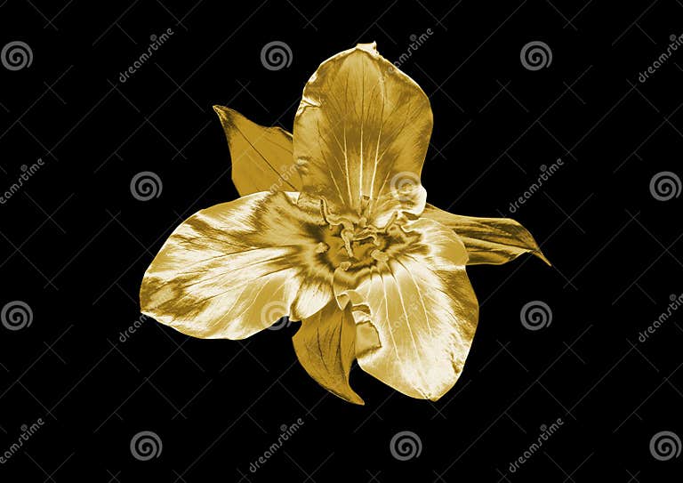 Flor de oro hermosa foto de archivo. Imagen de flor, cierre - 96009516