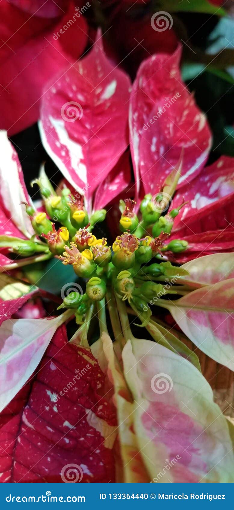 Flor de Pascual foto de archivo. Imagen de navidad, verde - 133364440