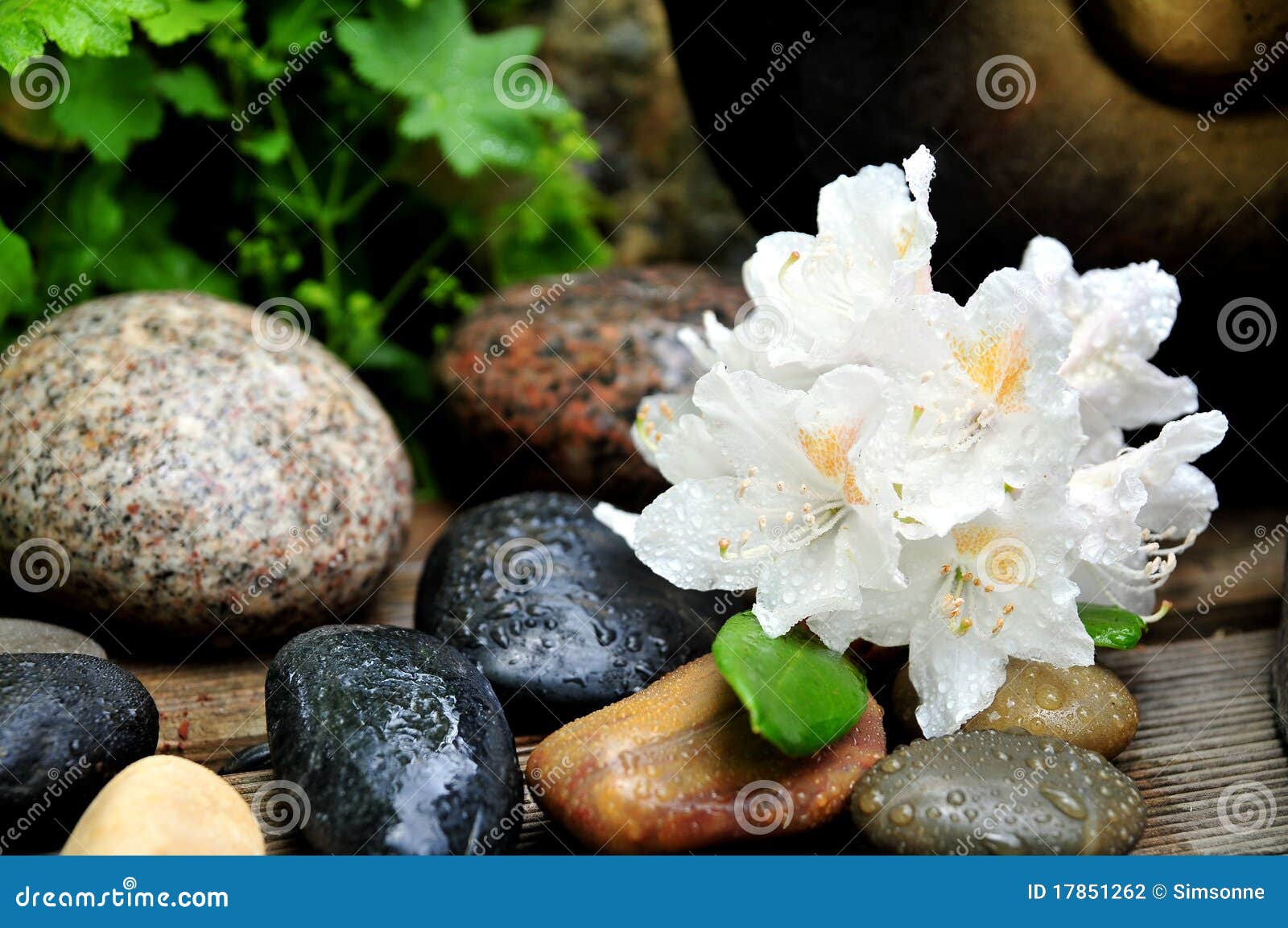 Flor De Piedra De Waterdrop Foto de archivo - Imagen de buda, indio ...