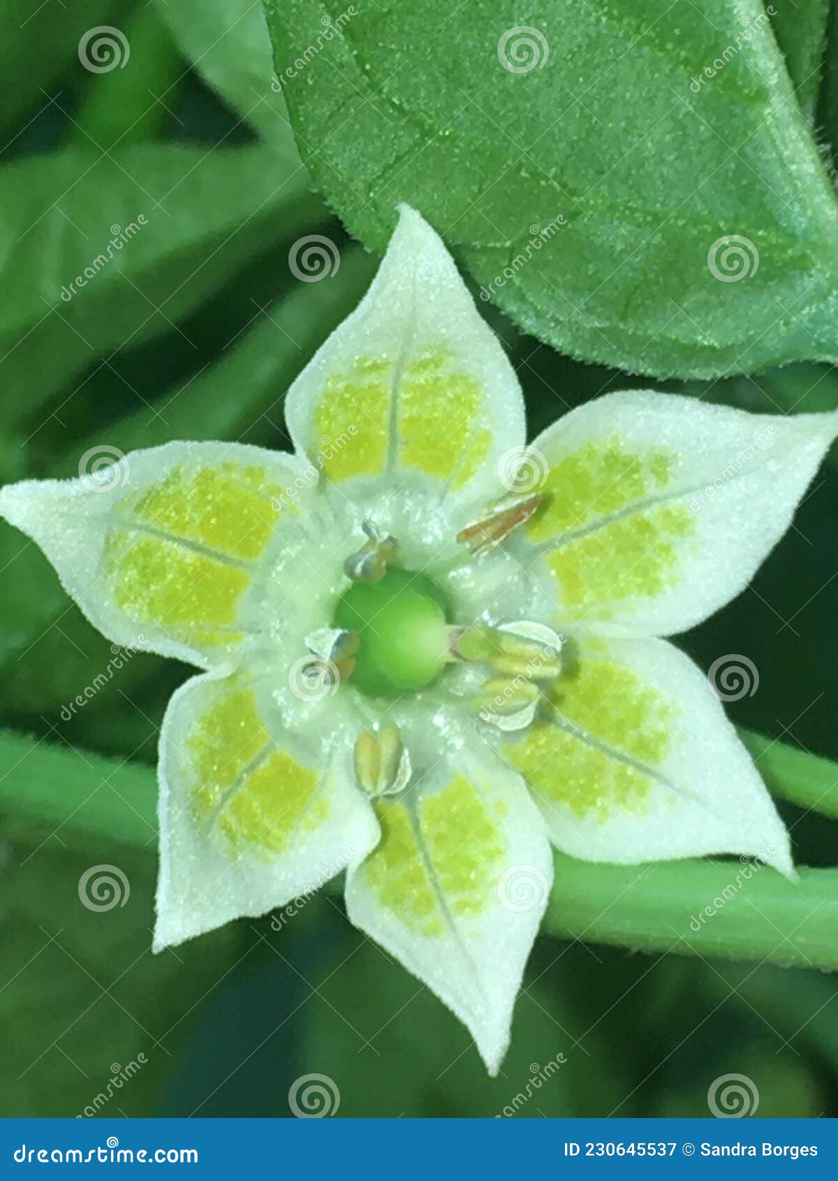 Flor Da Pimenta Pepper Flower Stock Photos - Free & Royalty-Free Stock ...