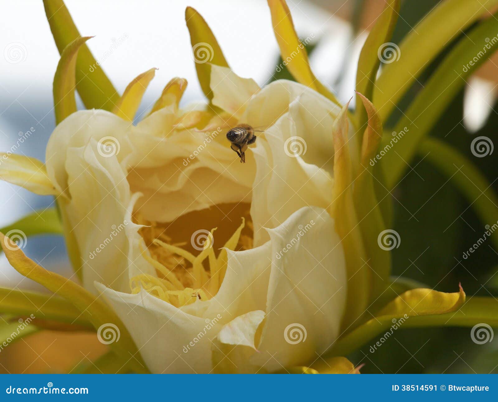 Flor de Pitaya imagen de archivo. Imagen de cacto, primer - 38514591