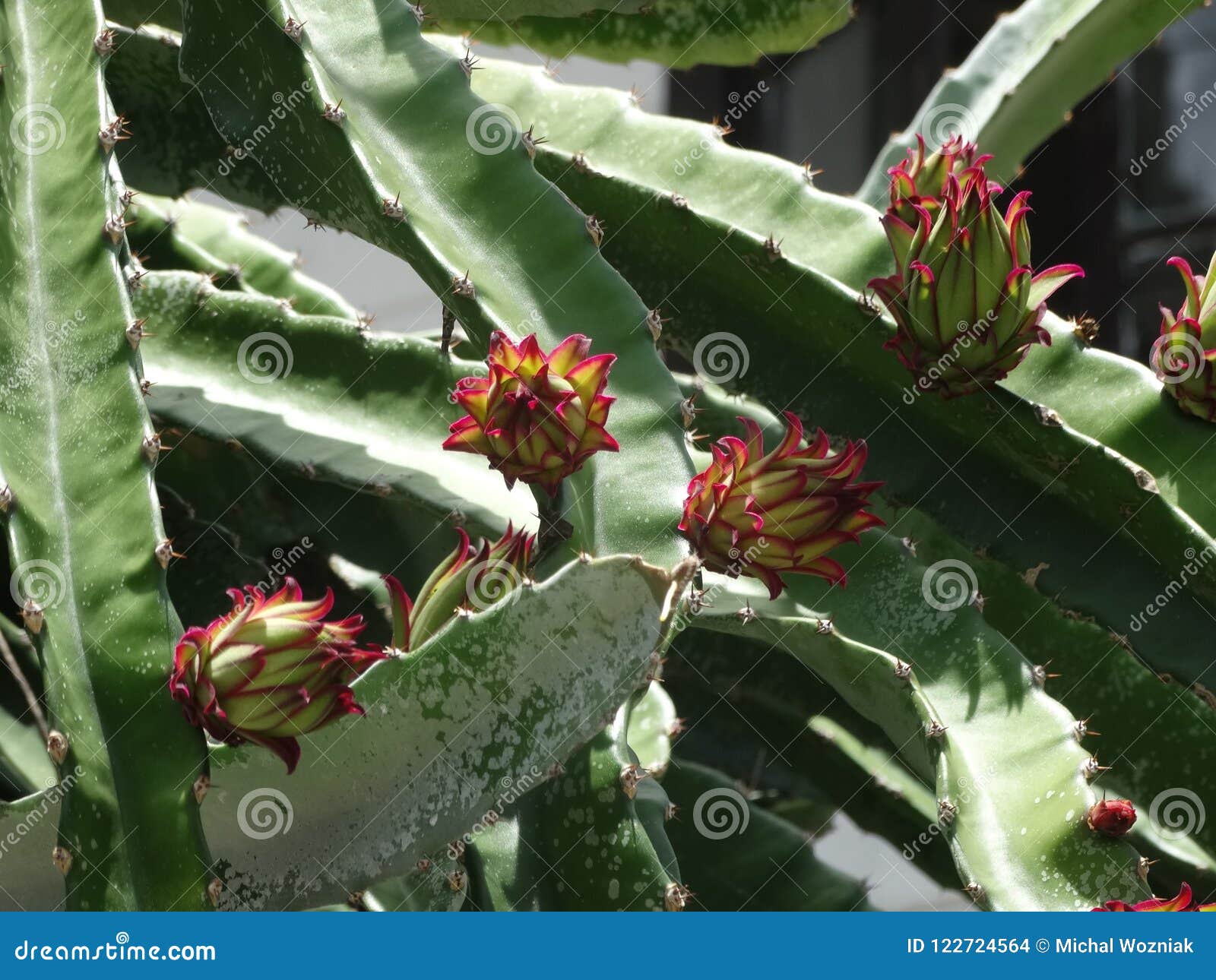 Flor De Pitaya, Dragonfruit Foto de archivo - Imagen de rosa, popular ...
