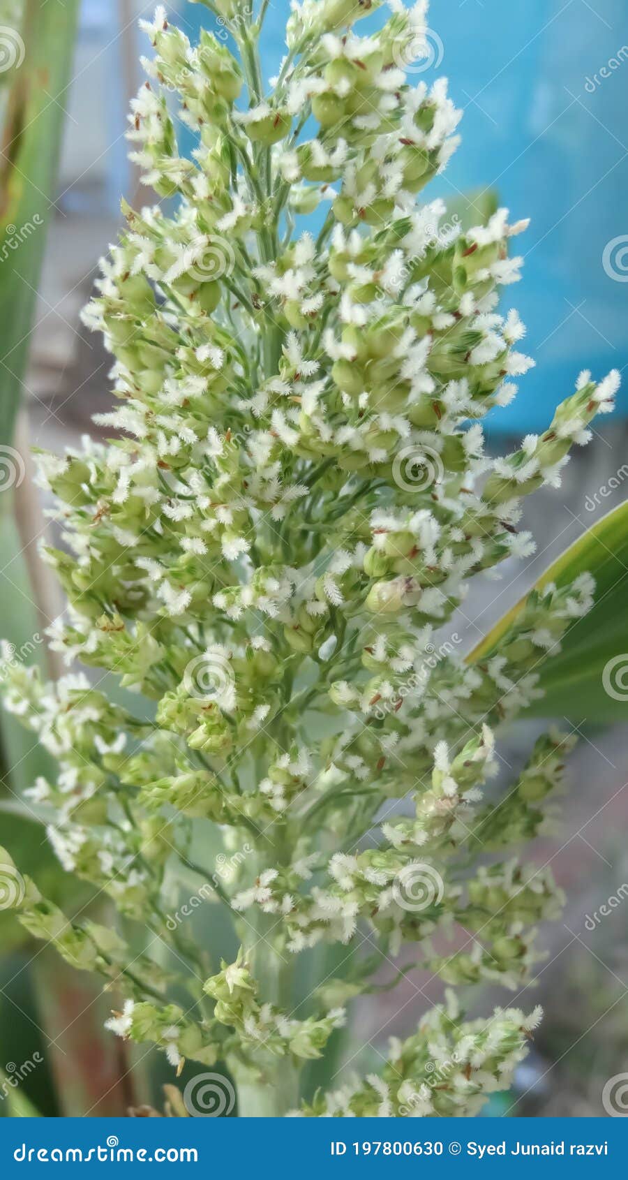 Flor de planta de sorgo foto de stock. Imagem de planta - 197800630