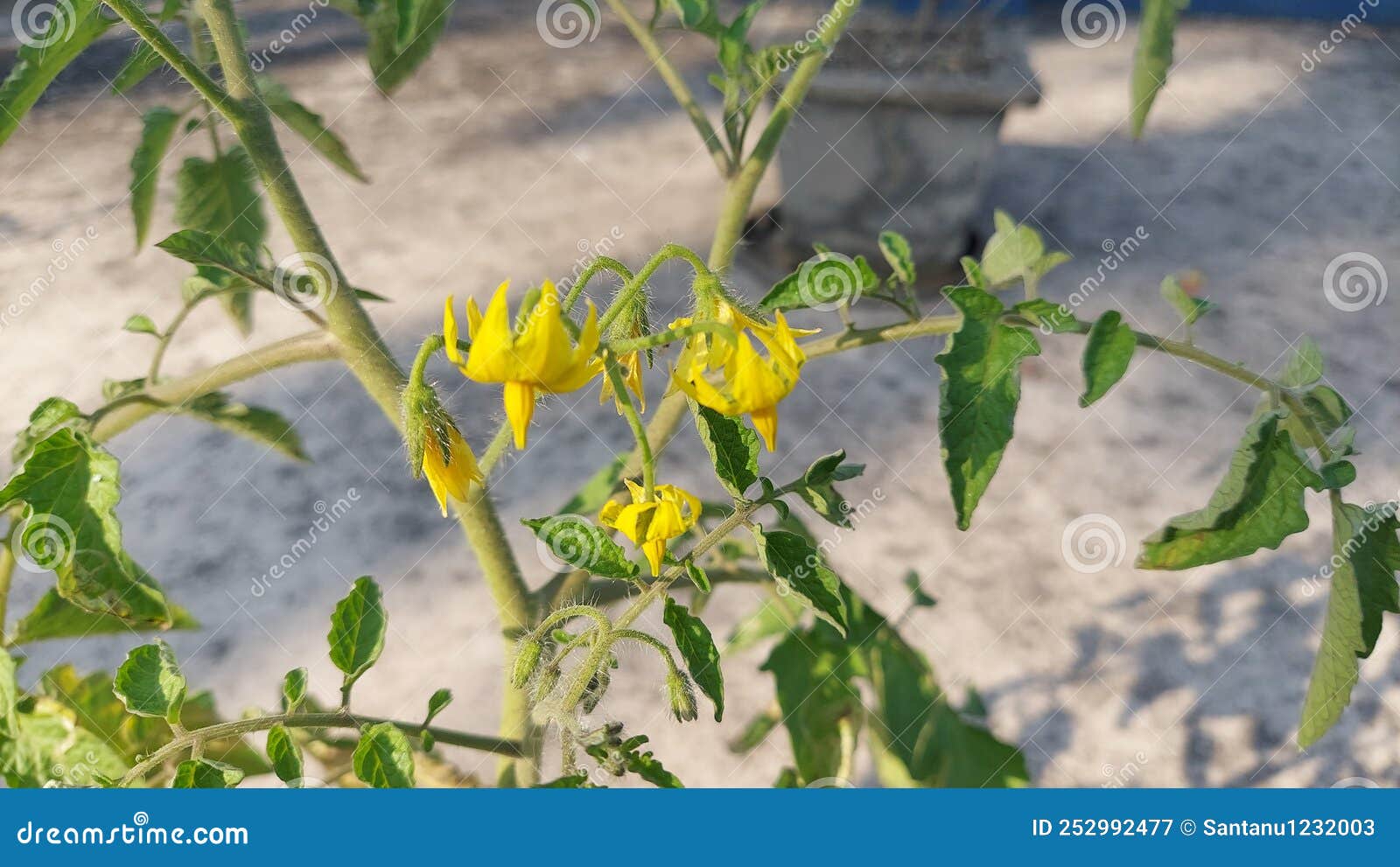 Flor De Plantas De Tomate De Licopersicum De Solanum Imagen de archivo ...