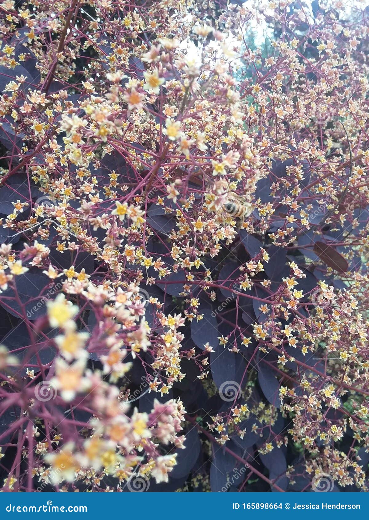 Flor de poder de humo foto de archivo. Imagen de potencia - 165898664