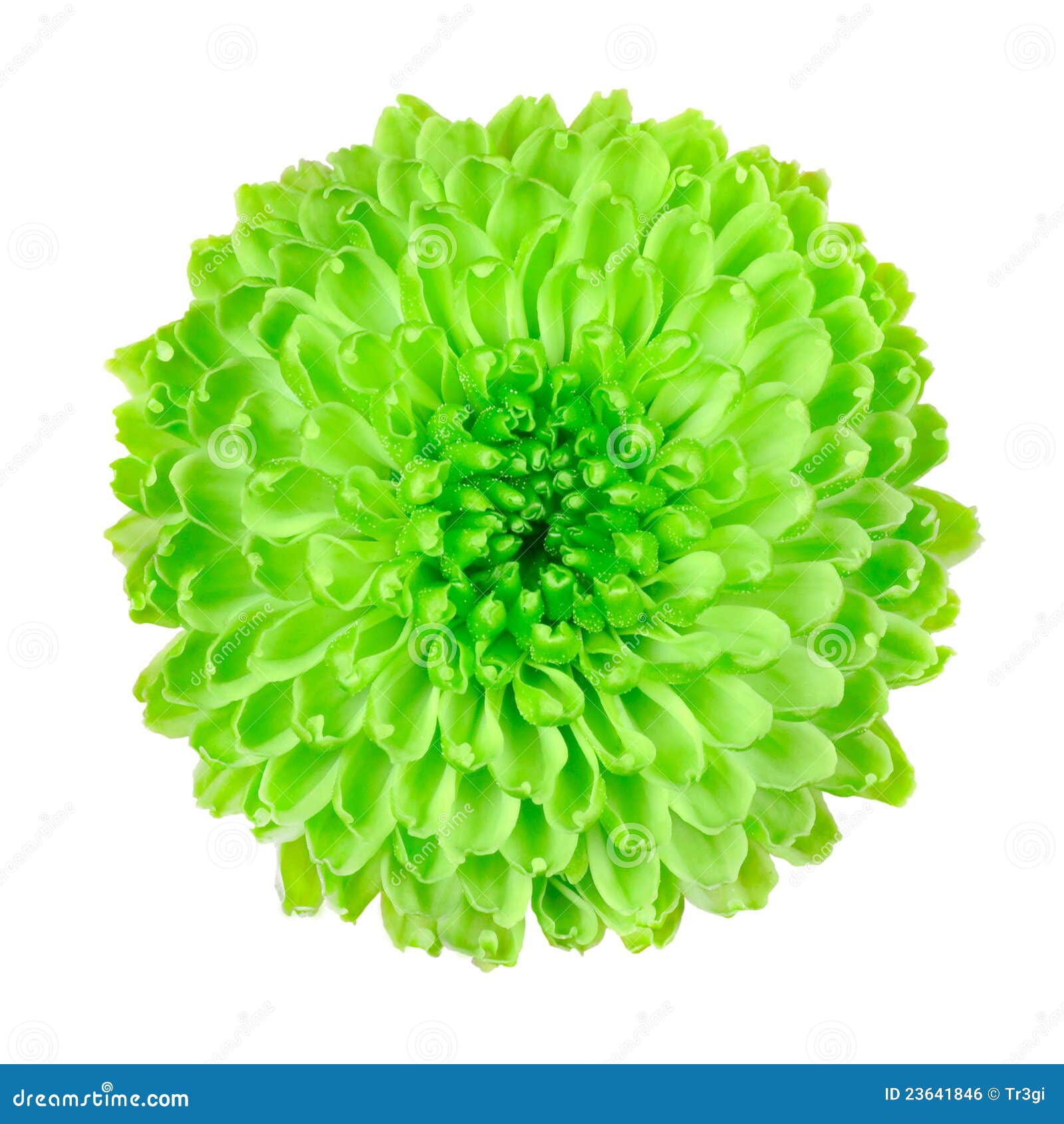 Flor De Pom Pom Del Verde De Cal Aislada En Blanco Foto de archivo ...
