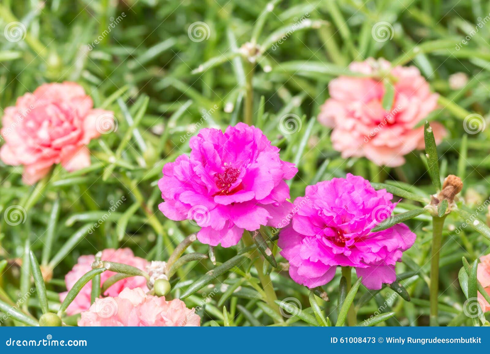 Flor De Pusley (oleracea De Portulaca) Imagen de archivo - Imagen de ...