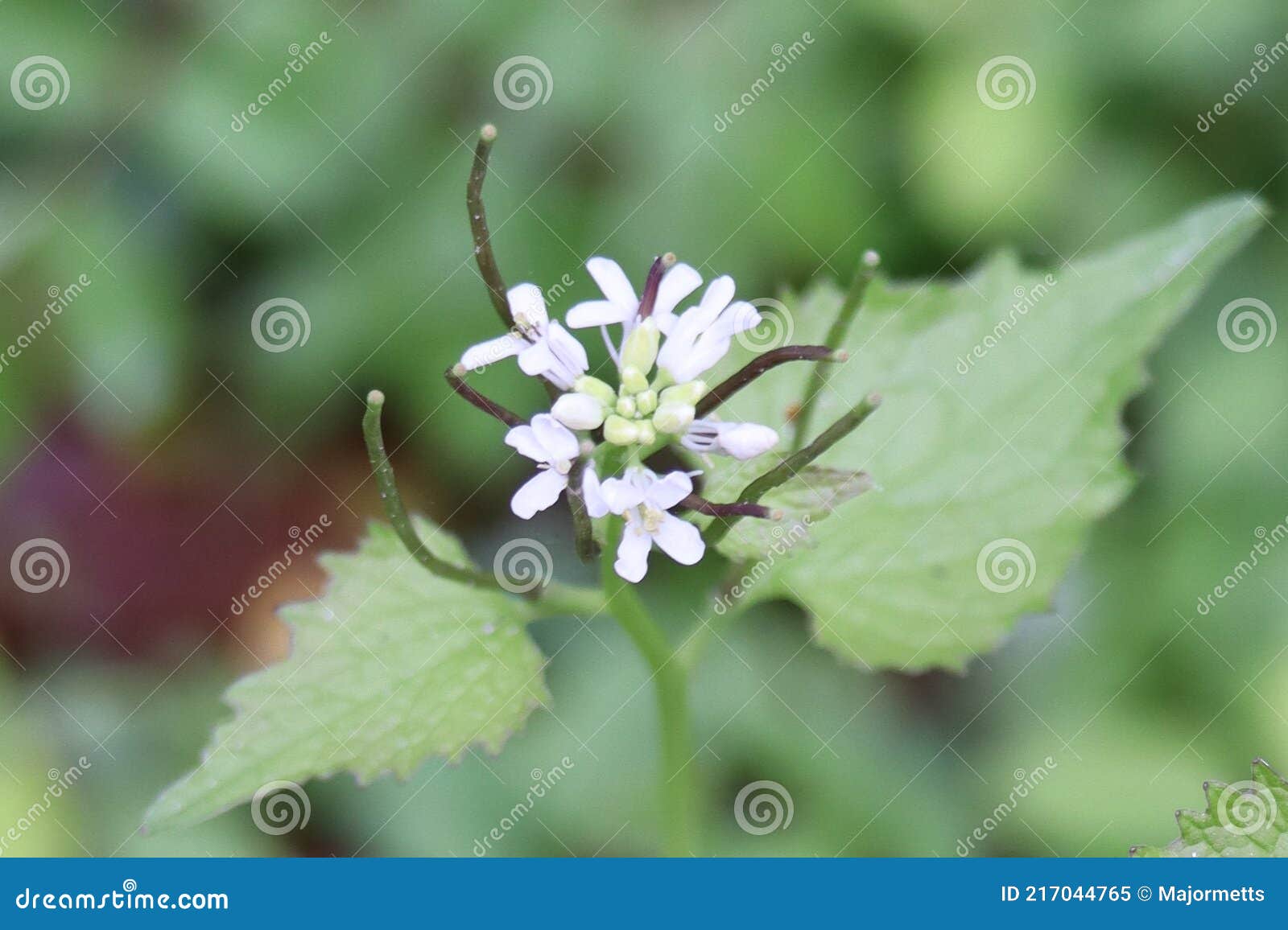 Flor De Racimo Blanco Rodeada De Tallos Marrones Imagen de archivo ...