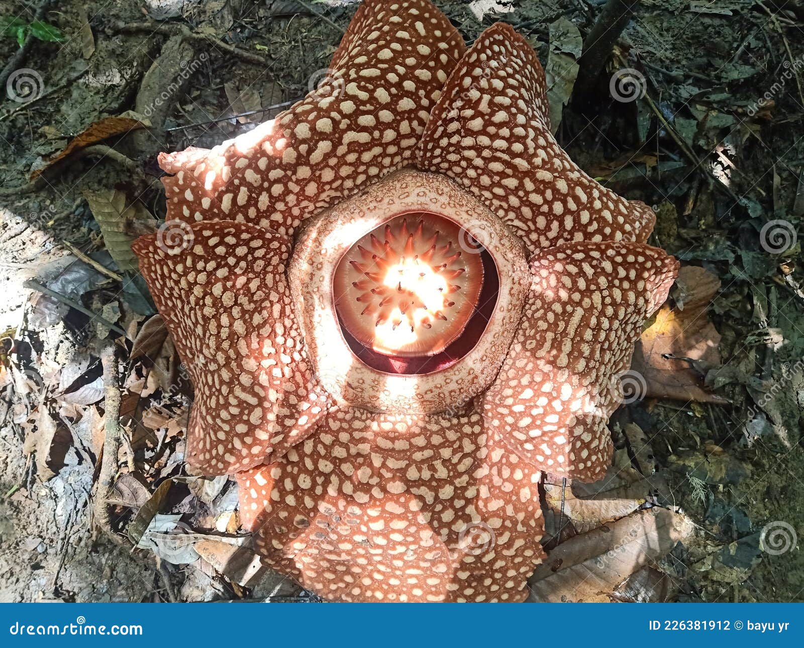 Flor de rafflesia arnoldi foto de stock. Imagem de raro - 226381912