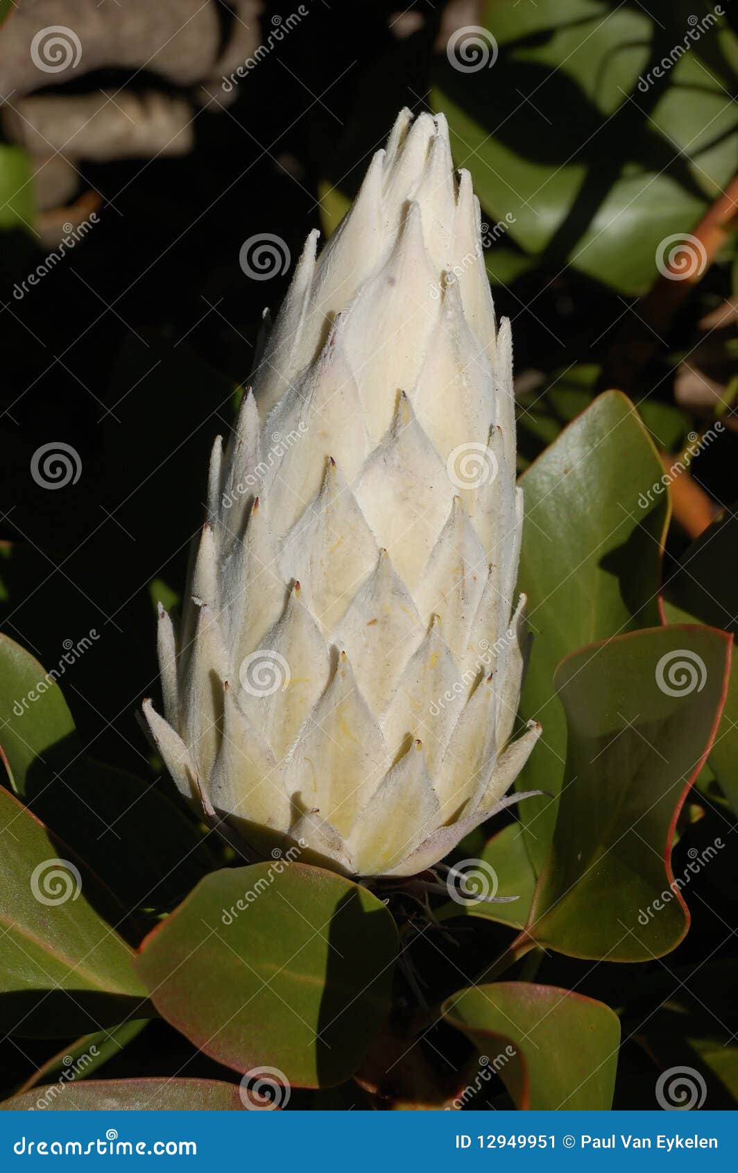 Flor de rey Protea imagen de archivo. Imagen de hermoso - 12949951