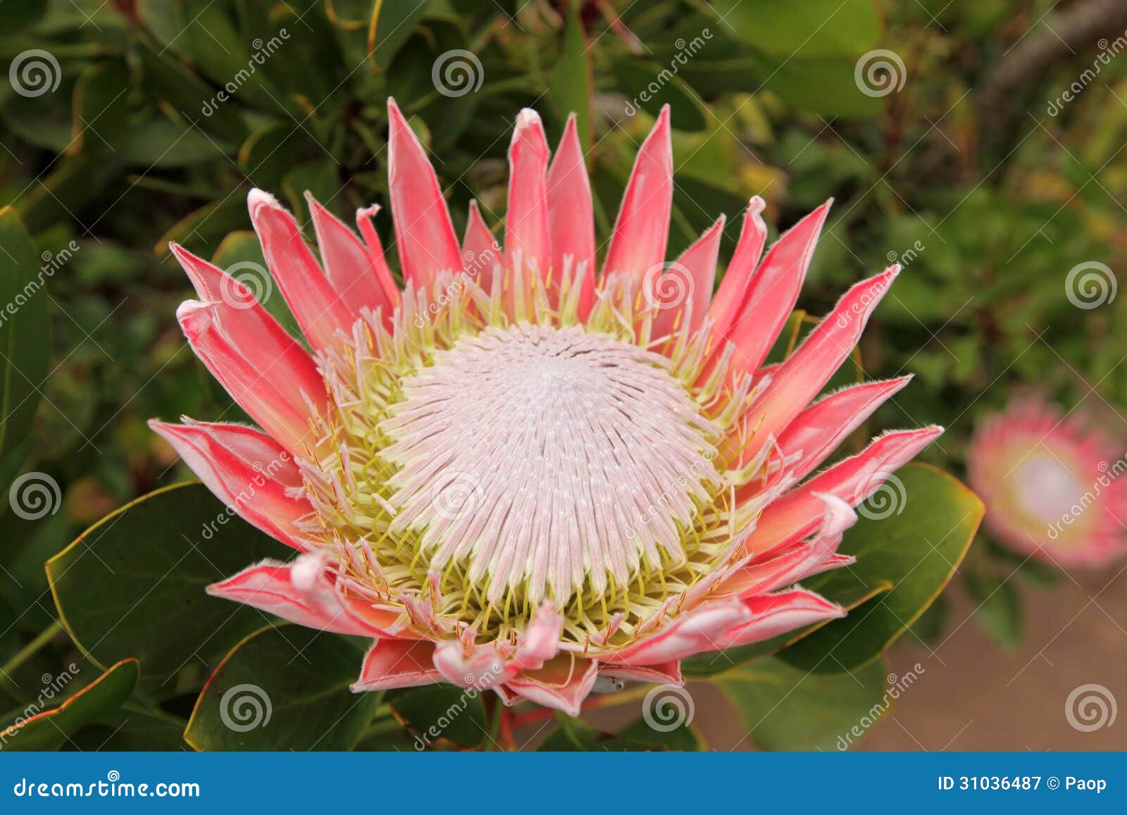 Flor de rey Protea imagen de archivo. Imagen de extraordinario - 31036487
