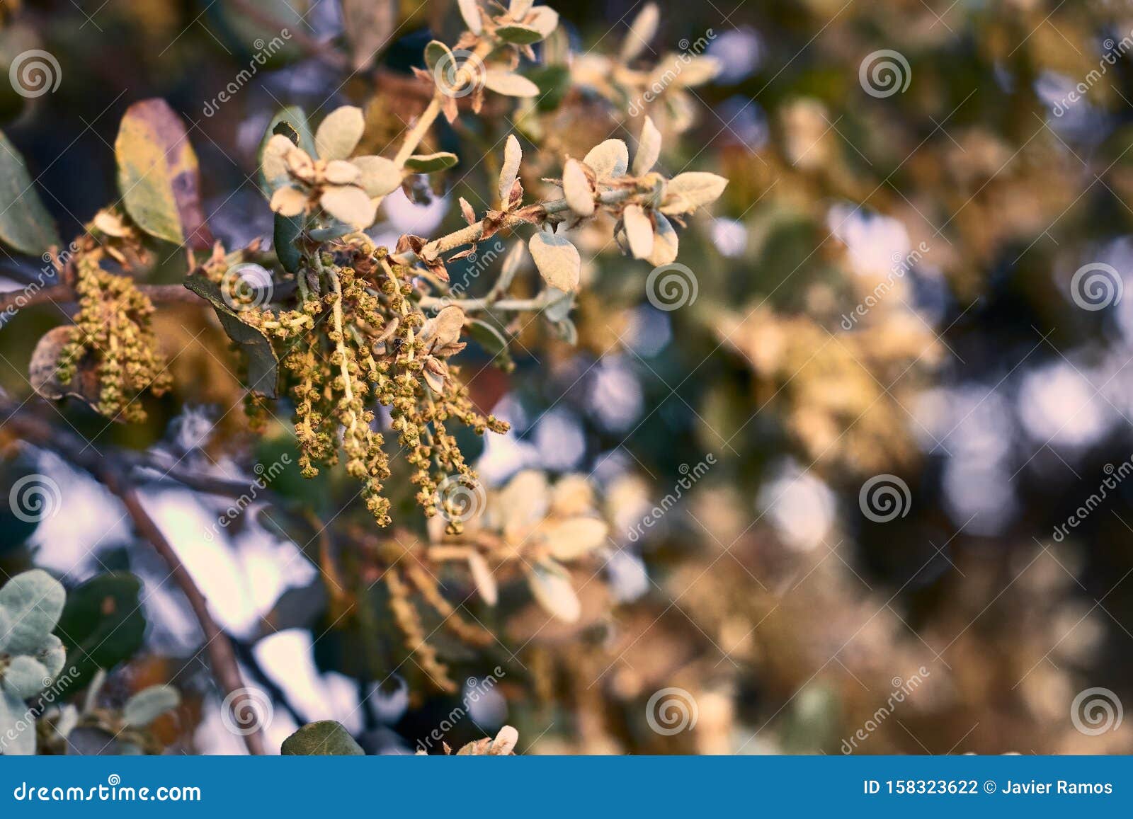 Flor de roble en el ocaso foto de archivo. Imagen de roble - 158323622
