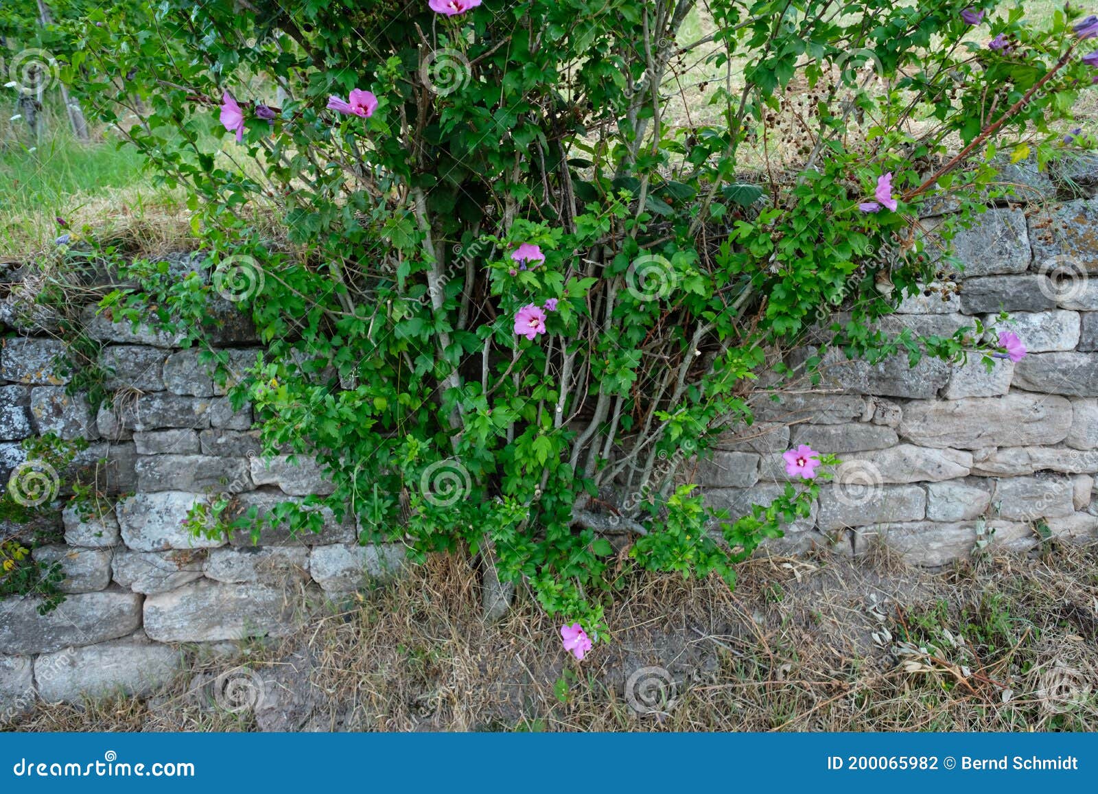 Flor De Rosa Althea Hibiscus Syriacus Foto de archivo - Imagen de ...