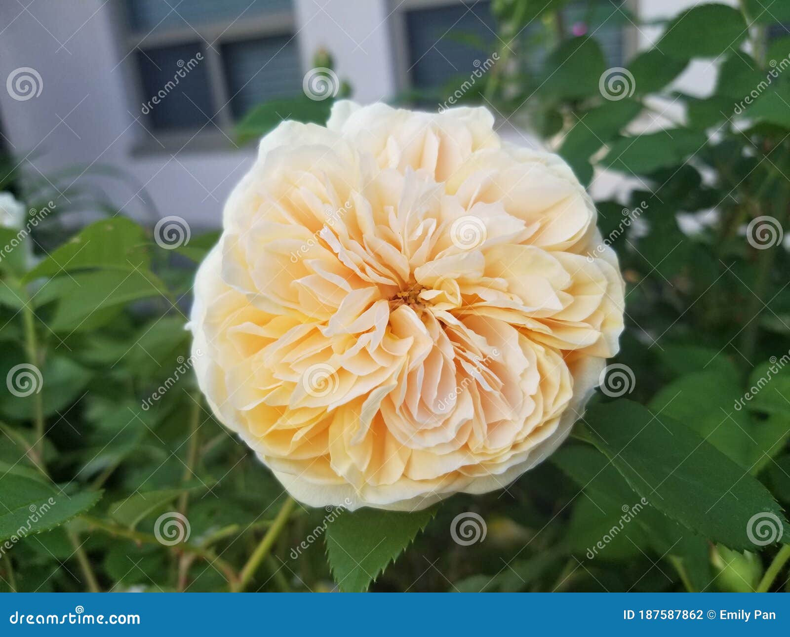 Flor De Rosa De Color Crema Foto de archivo - Imagen de coloreado, nata ...