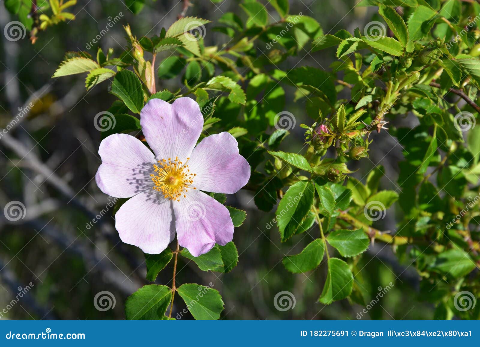 Flor De Rosa De Perro En La Pradera Imagen de archivo - Imagen de ...