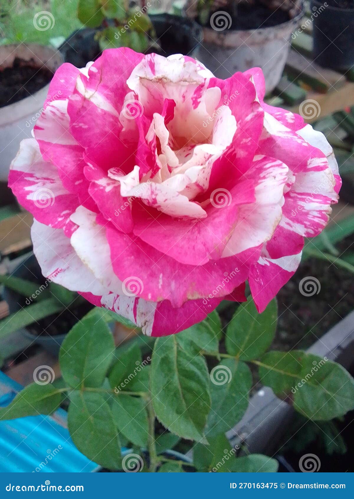 Flor De Rosa Rosada Grandiosa Imagen de archivo - Imagen de flor, rojo ...