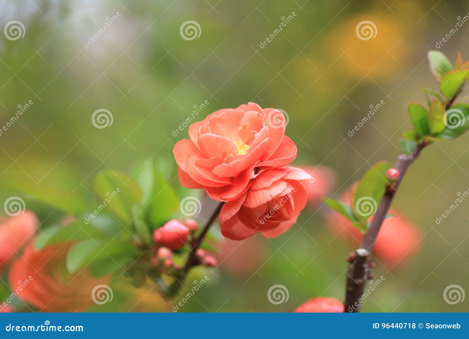 Flor De Sakura De Cherry Blossom Foto de archivo - Imagen de abril ...