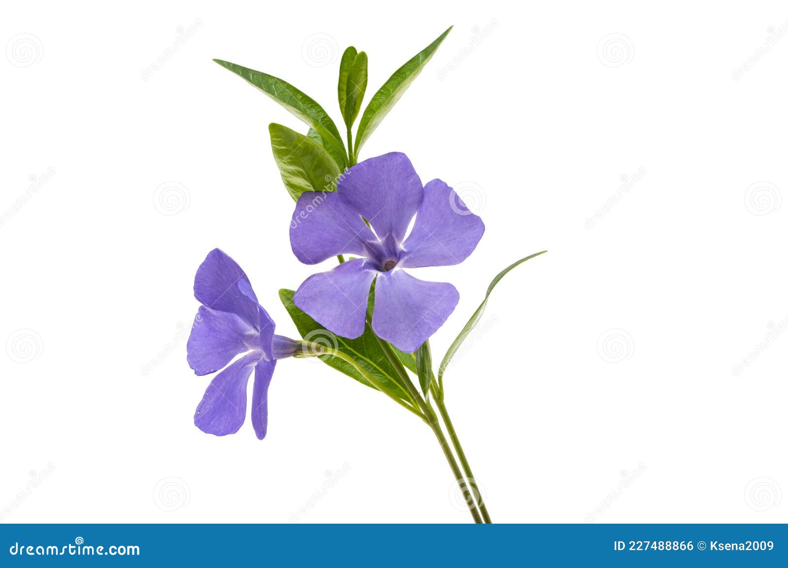 Flor de salgueiro isolada foto de stock. Imagem de verde - 227488866