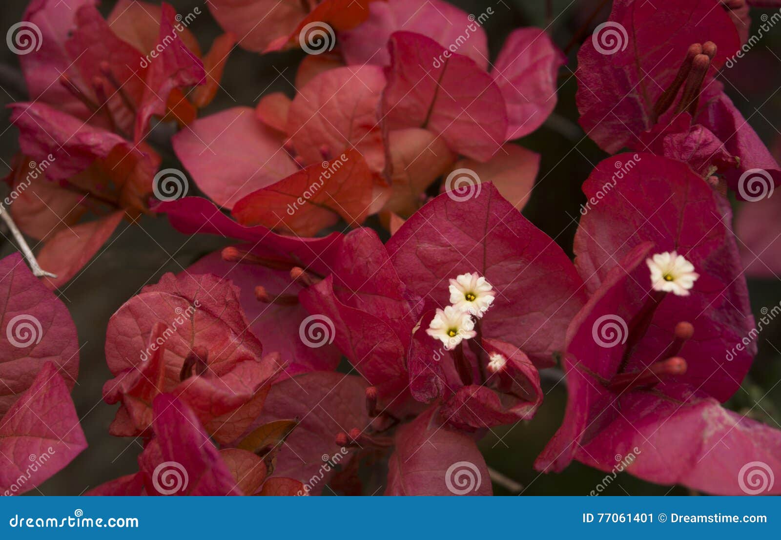 Flor de Santa Rita imagem de stock. Imagem de nave, rita - 77061401