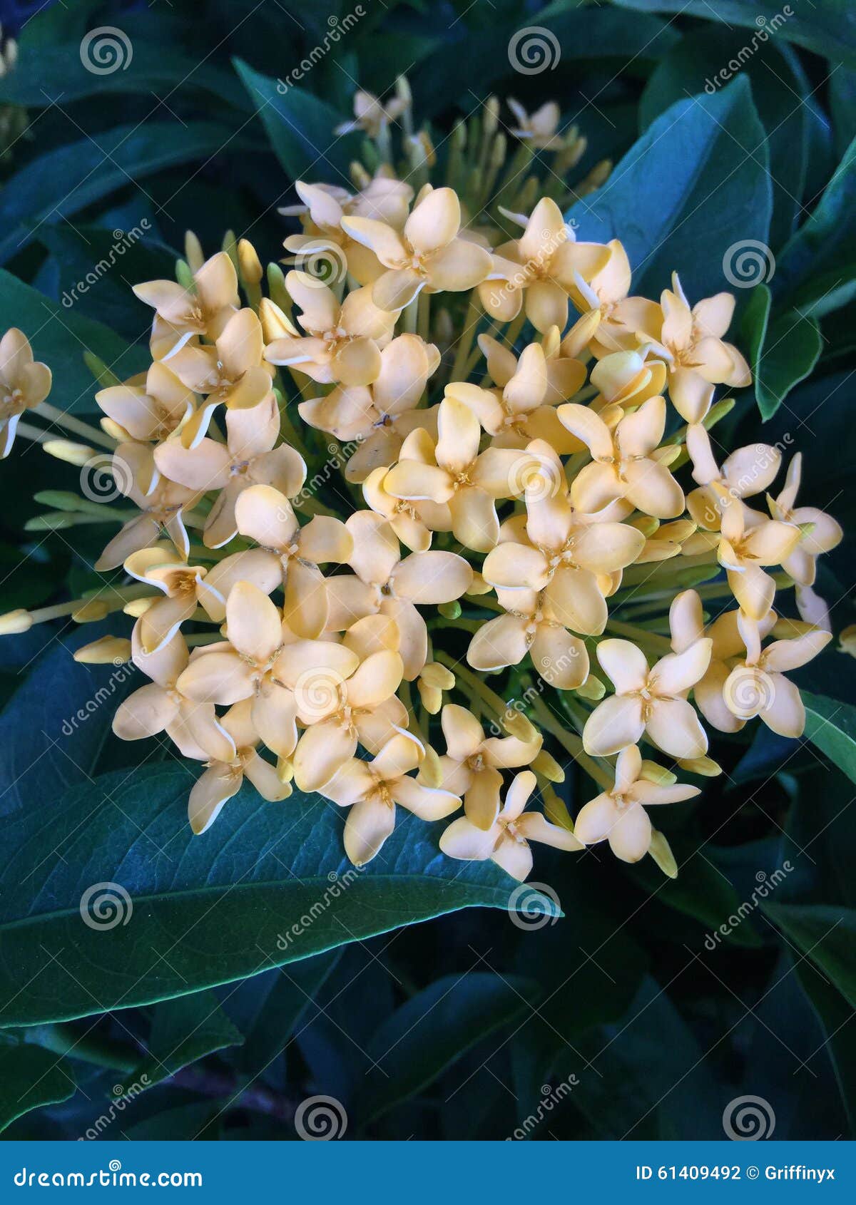 Flor de Santan foto de stock. Imagem de fresco, floral - 61409492