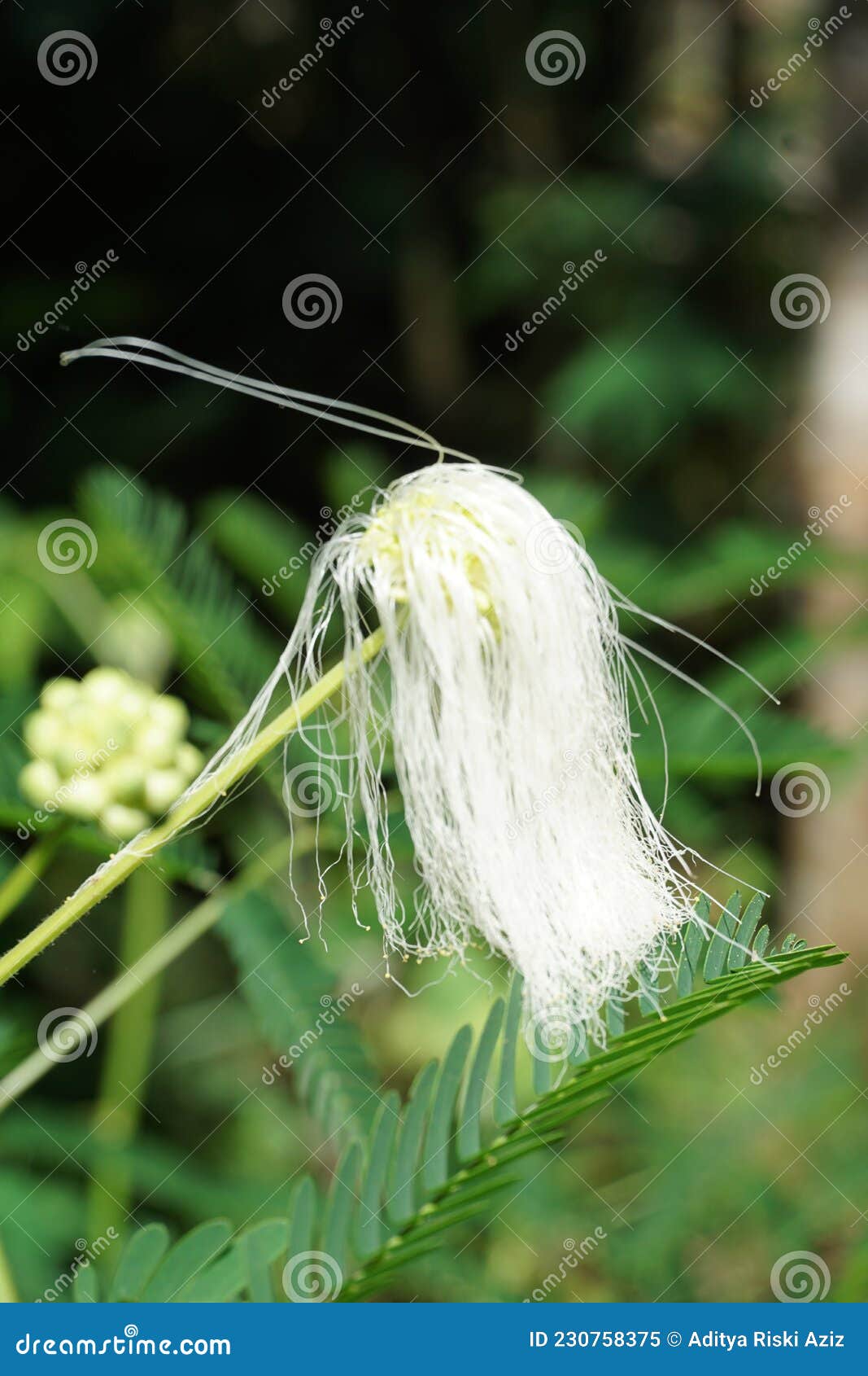 Flor De Seda Persa Com Fundo Natural Imagem de Stock - Imagem de ...