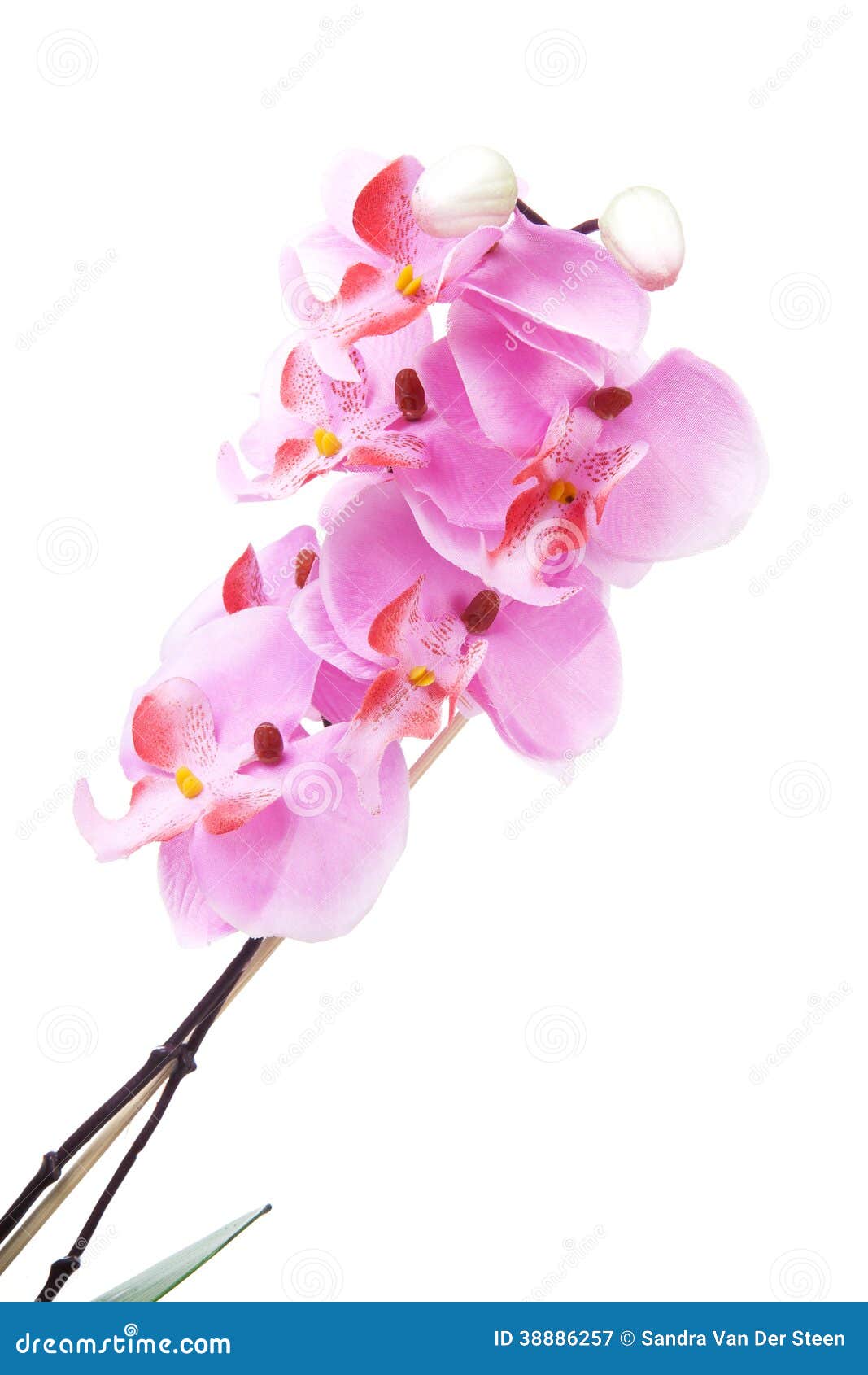 Flor De Seda Rosada De La Orquídea En Primer Imagen de archivo - Imagen ...