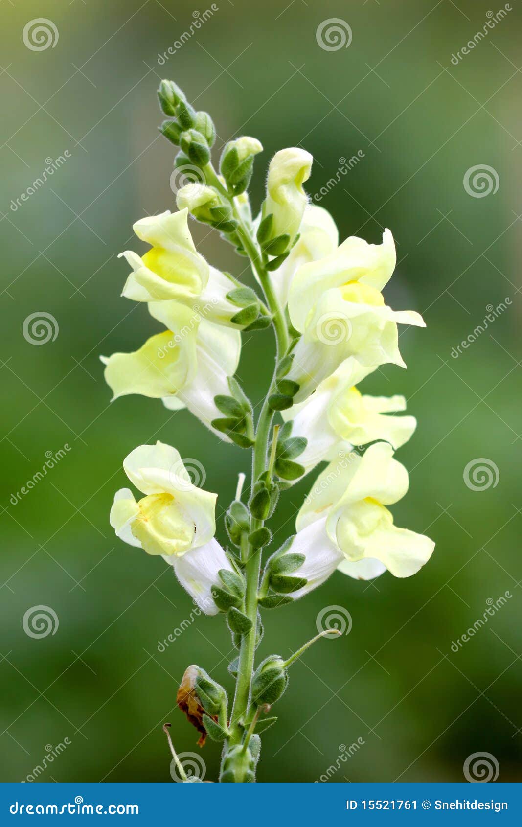 Flor de Snapdragon imagen de archivo. Imagen de caliente - 15521761