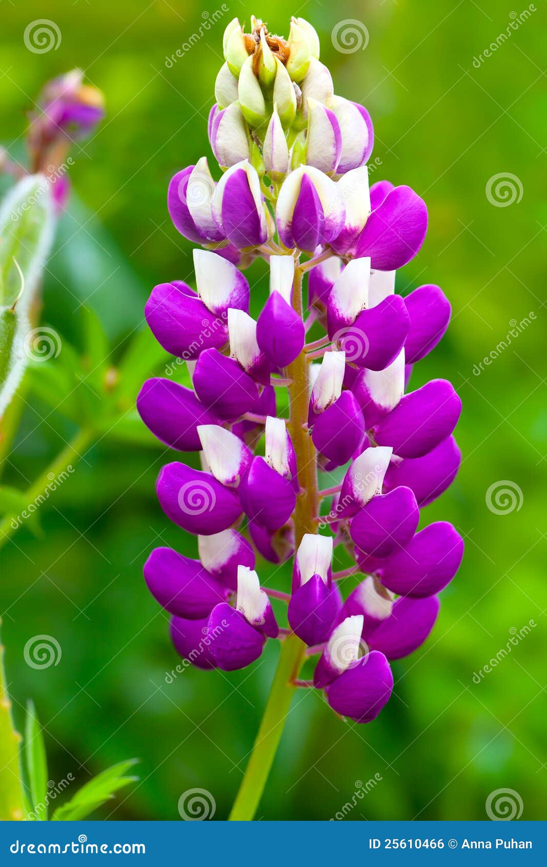 Flor de Snapdragon foto de archivo. Imagen de primer - 25610466