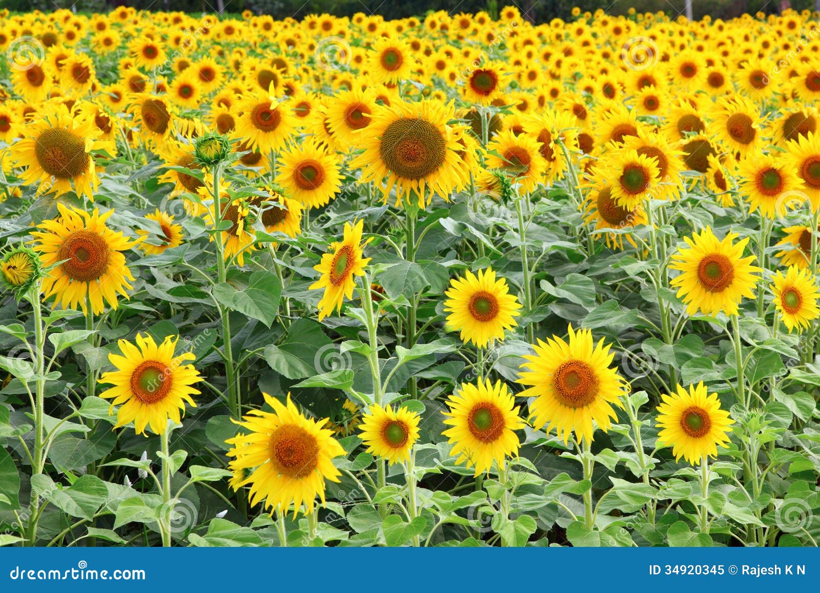 Flor de sol imagen de archivo. Imagen de fondo, exterior - 34920345