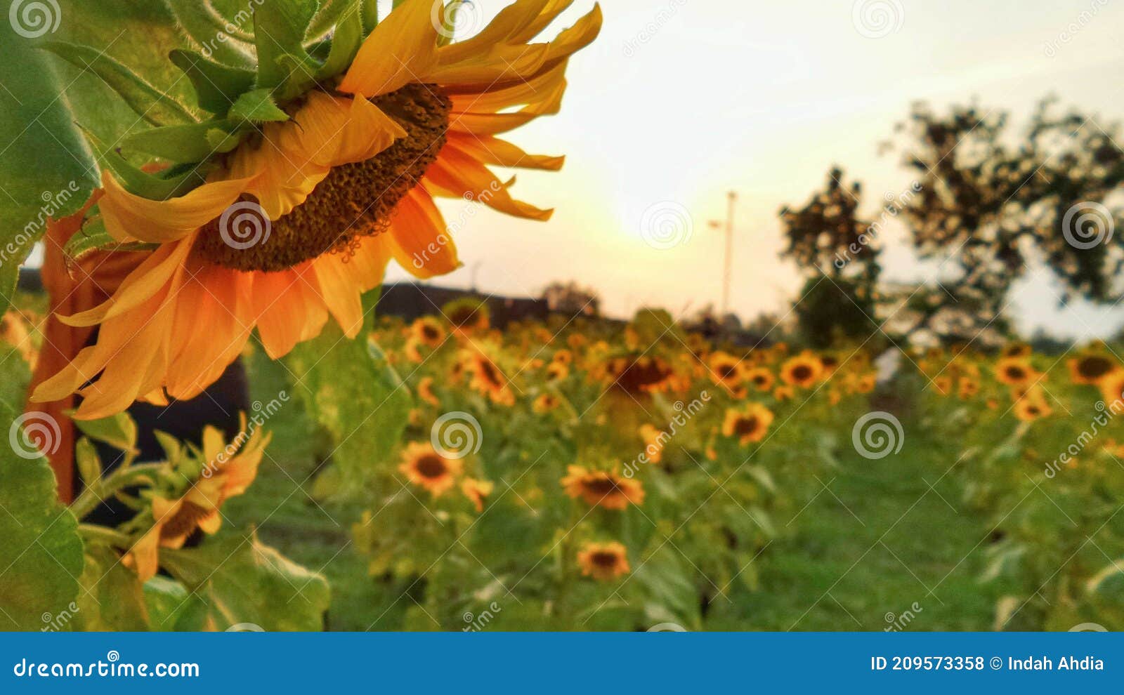Flor de sol hermosa foto de archivo. Imagen de pétalo - 209573358