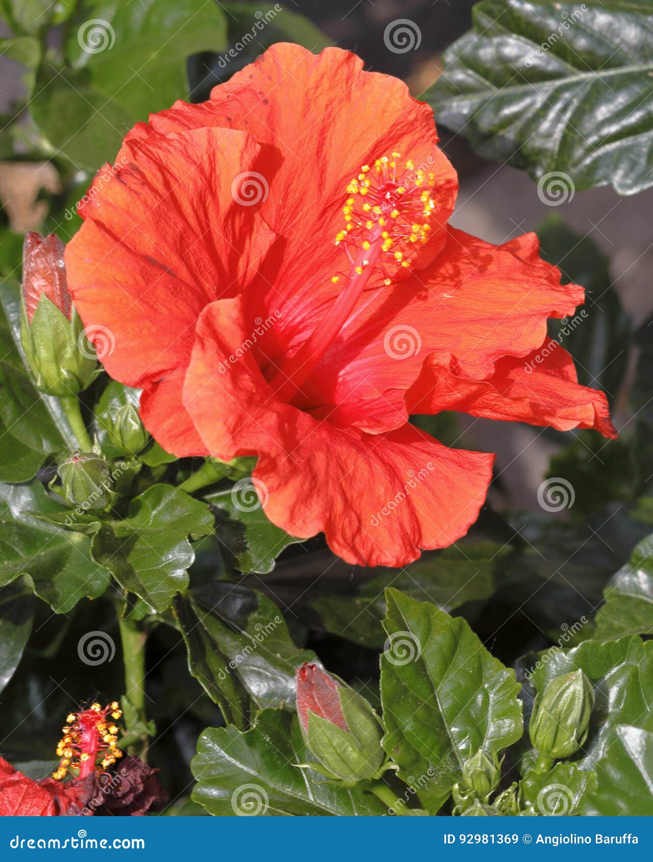 Flor de Surfinia imagen de archivo. Imagen de hermoso - 92981369