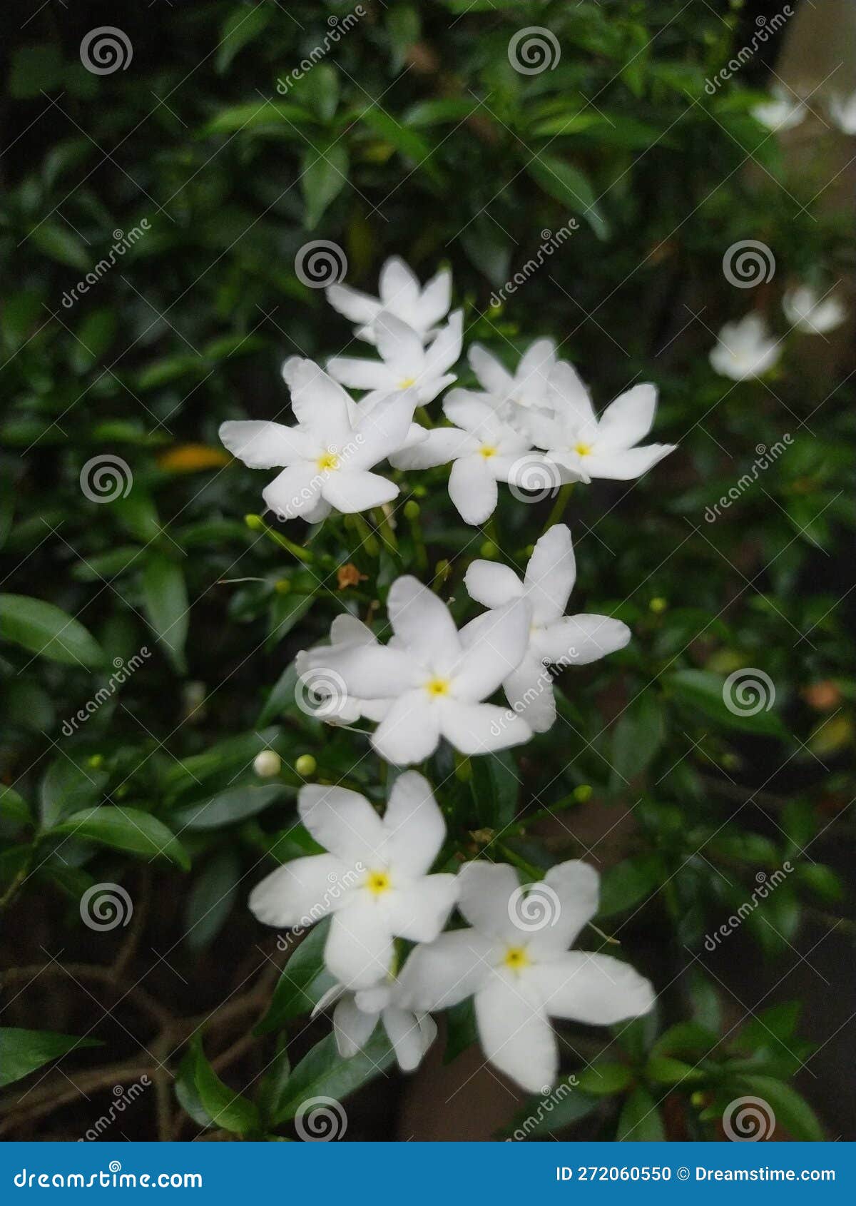 Flor De Tabernaemontana Divaricata Planta Ornamental Foto de archivo ...