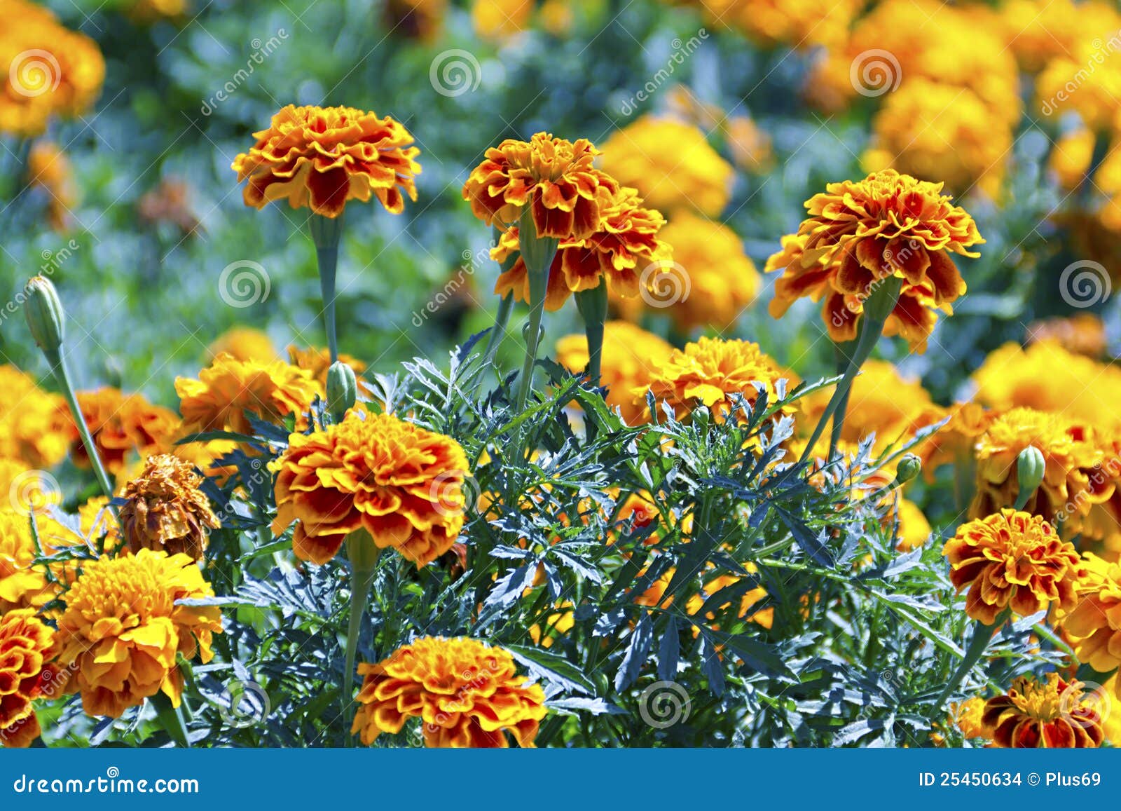 Flor De Tagetes En Una Cama Foto de archivo - Imagen de imagen ...