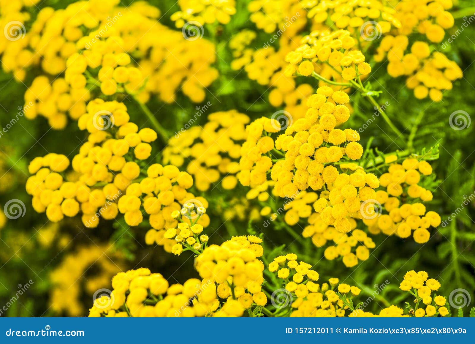 Flor De Transia, Erva Medicinal No Campo Imagem de Stock - Imagem de ...