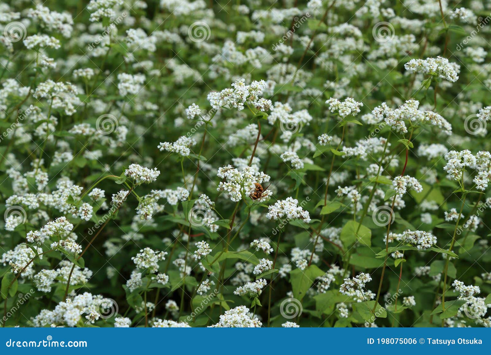 Flor De Trigo Sarraceno En Flor Foto de archivo - Imagen de exterior ...