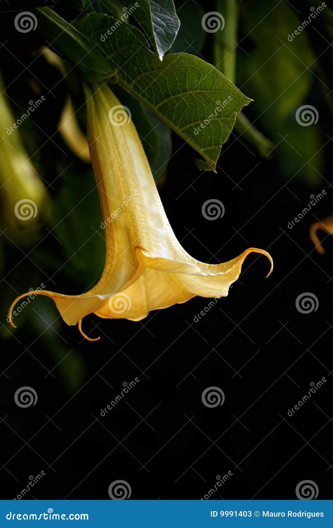 Flor de trombeta do anjo imagem de stock. Imagem de planta - 9991403