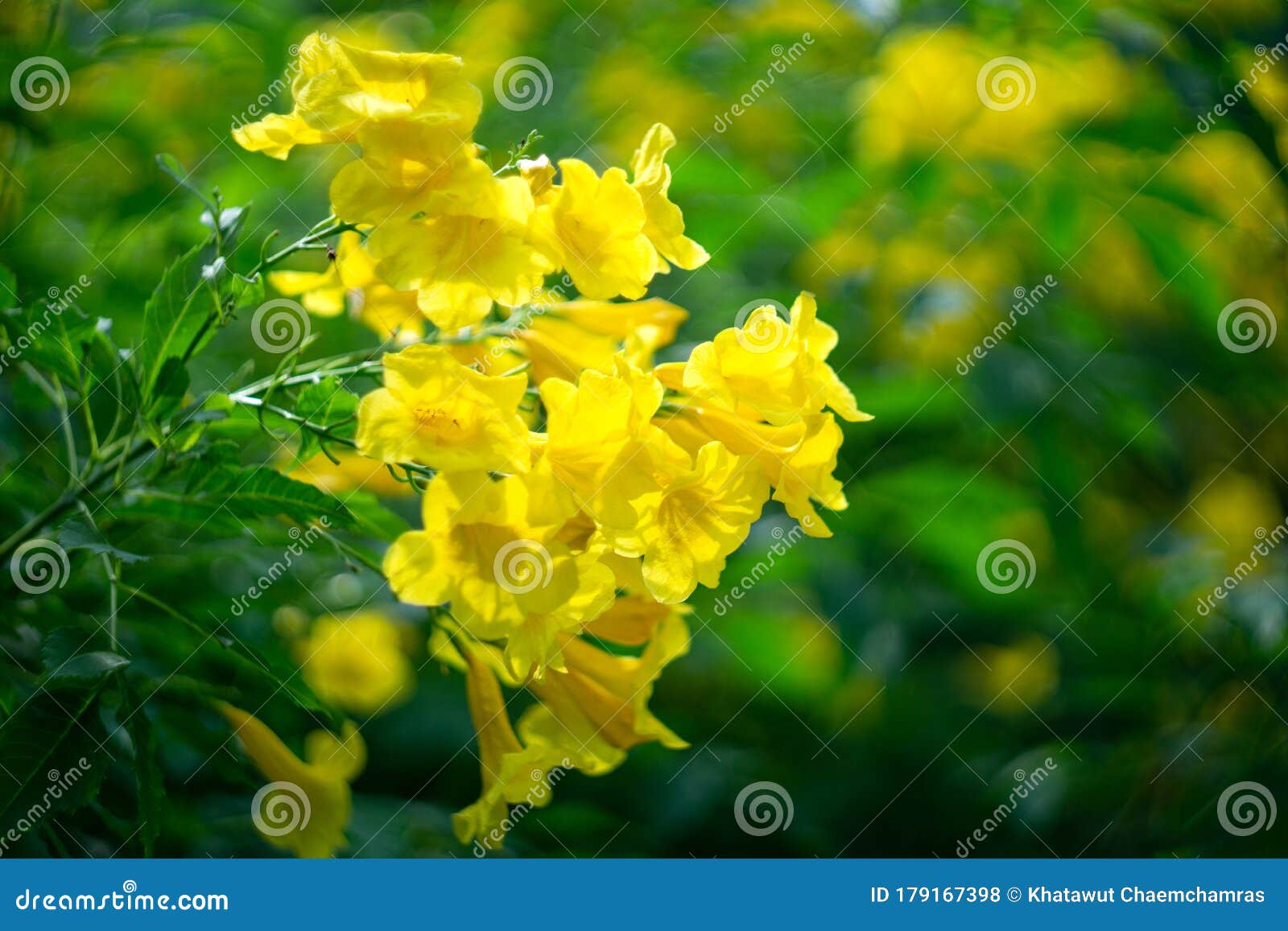 Flor De Trompeta De Trompeta Amarilla Foto de archivo - Imagen de ...