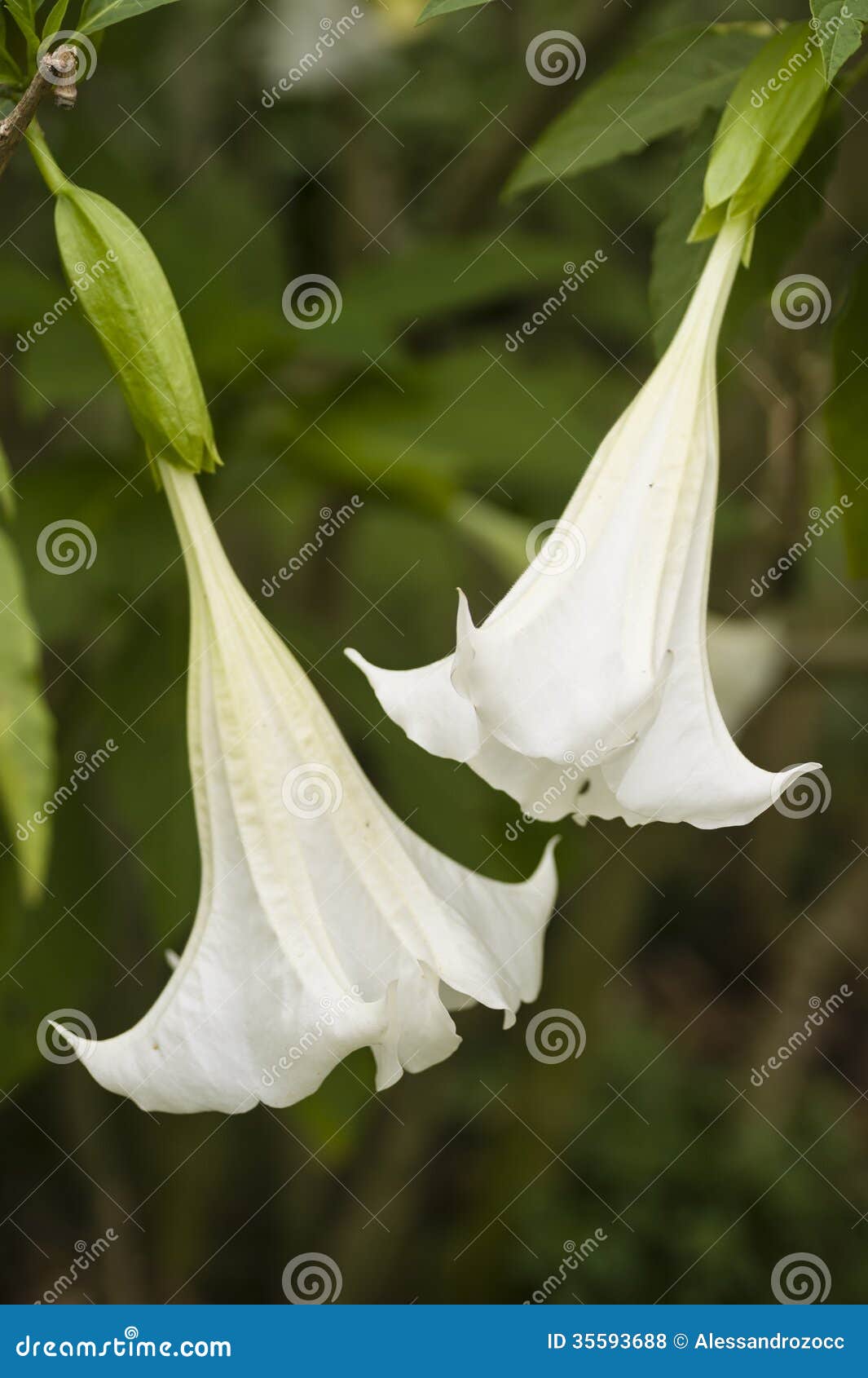 Flor de trompeta del ángel foto de archivo. Imagen de pétalo - 35593688