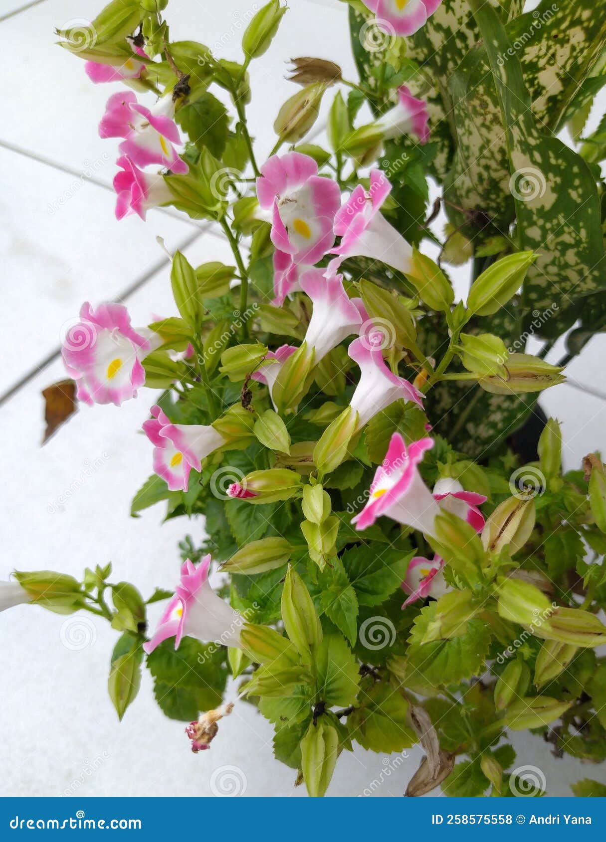 Flor De Trompeta Rosa De Planta Ornamental Foto de archivo - Imagen de ...