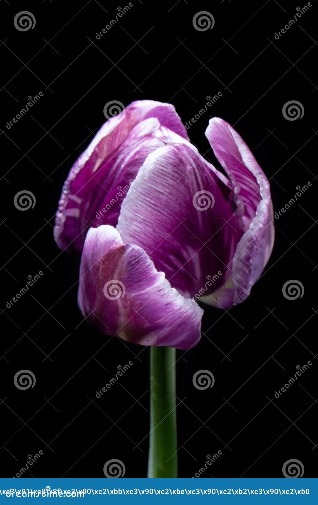 Flor De Tulipa Roxa Elegante Sobre Fundo Preto Imagem de Stock - Imagem ...