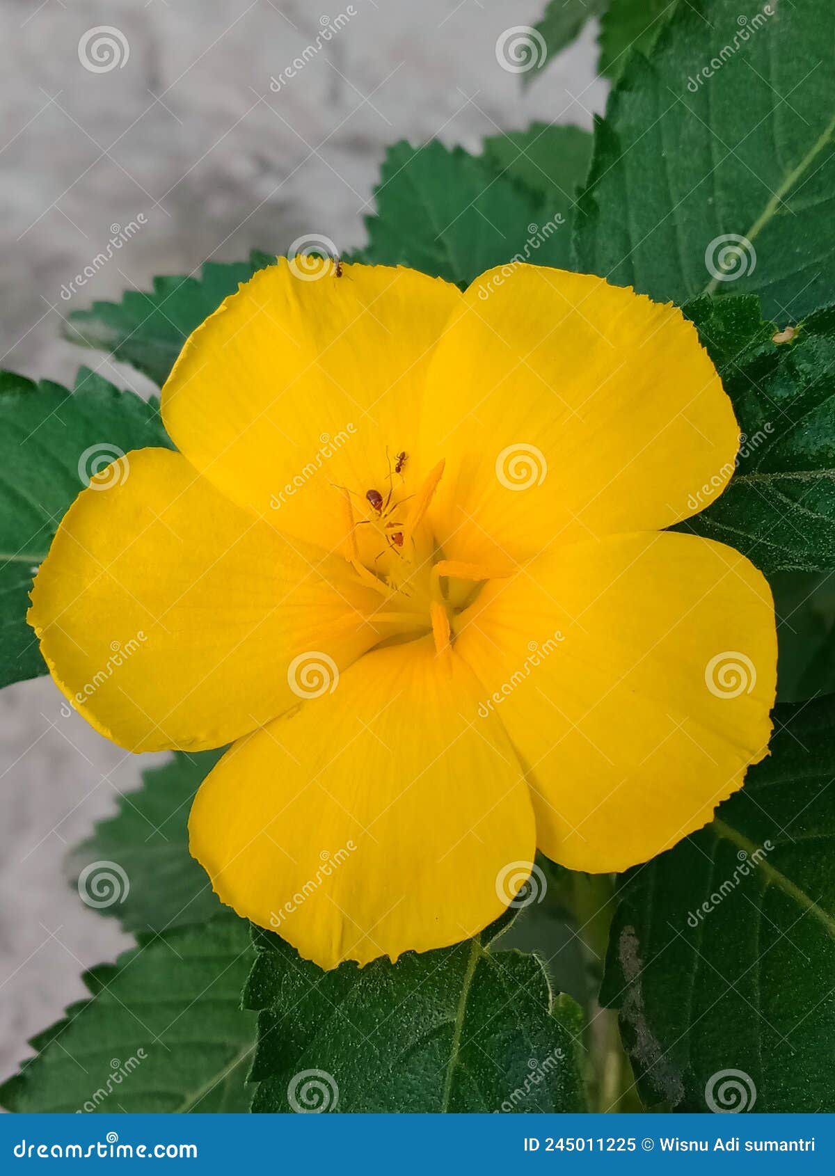 Flor de turnera ulmifolia imagem de stock. Imagem de wildflower - 245011225