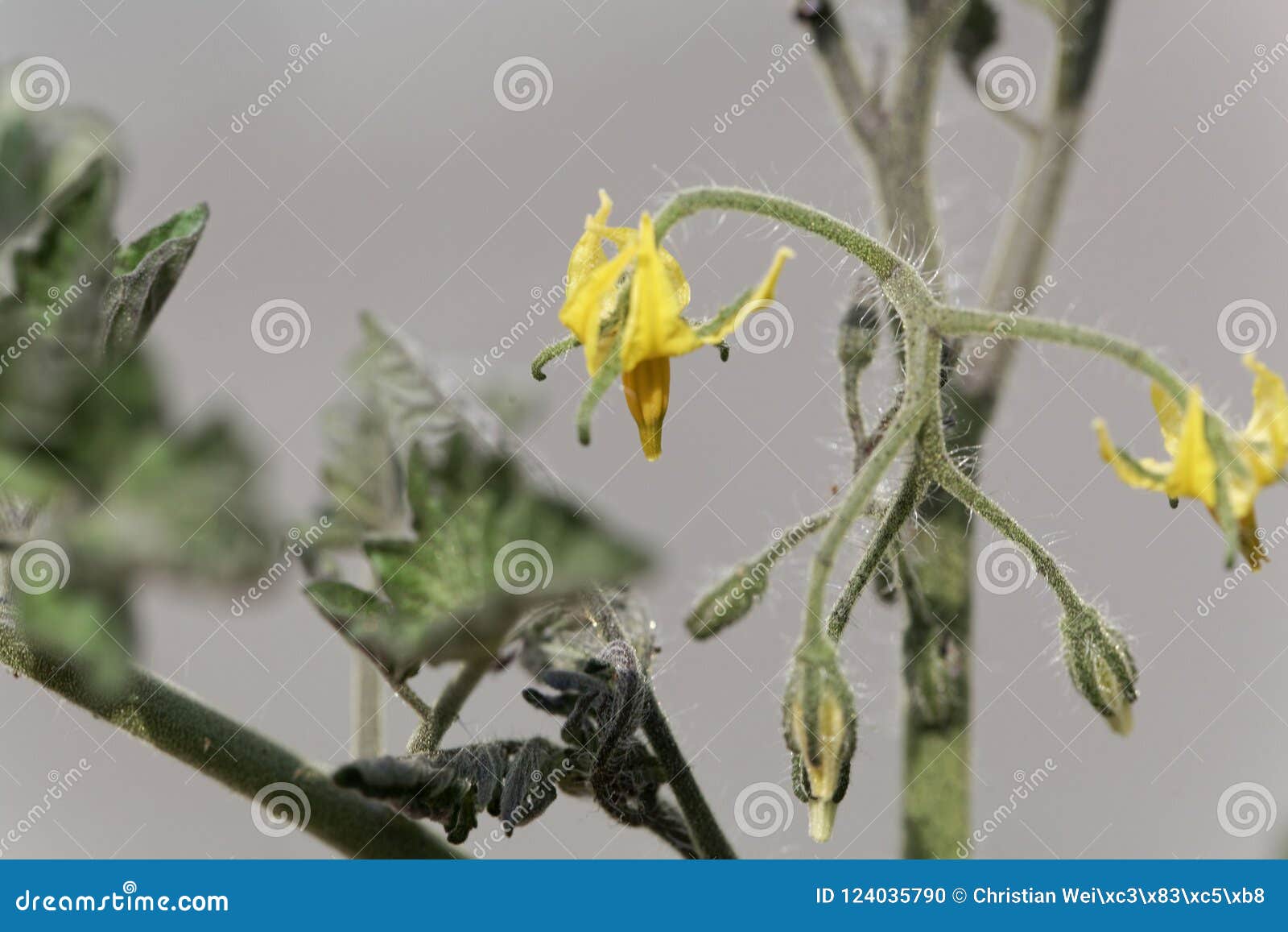 Flor De Um Lycopersicum Do Solanum Da Planta De Tomate Foto de Stock ...