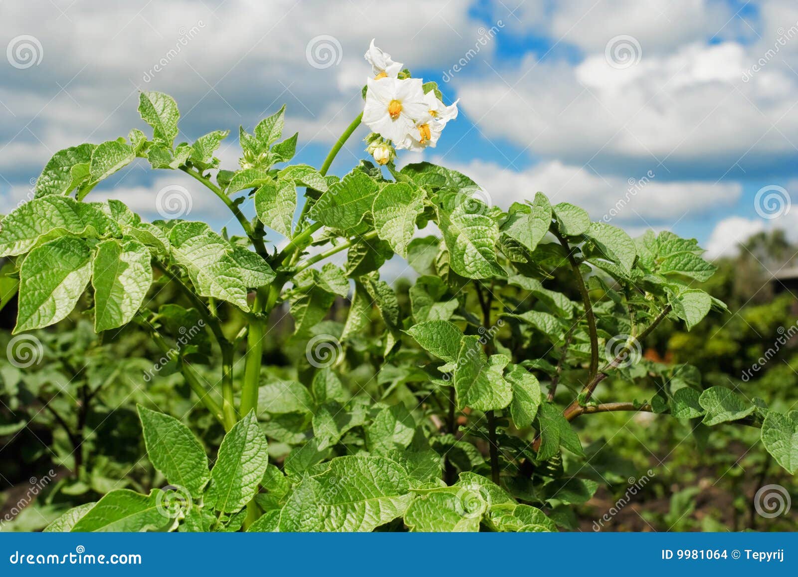 Flor de uma batata foto de stock. Imagem de inflorescência - 9981064