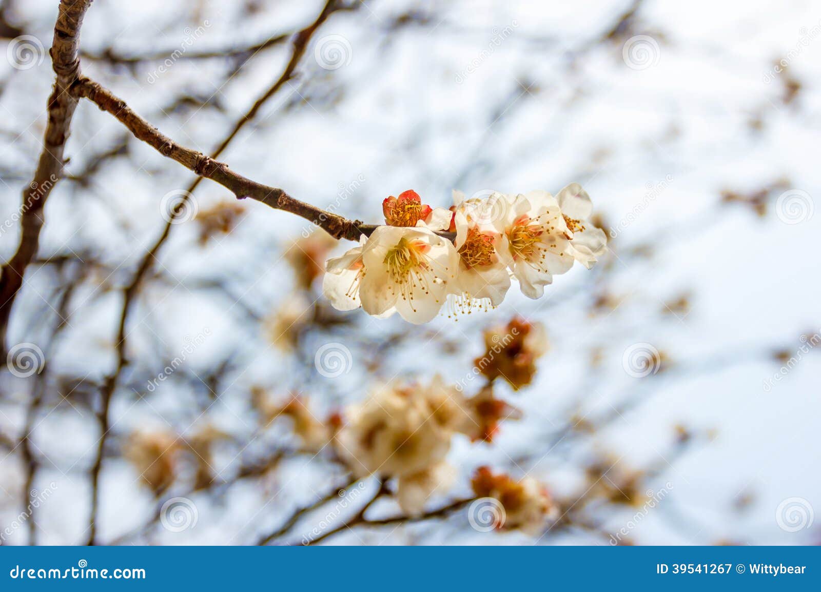 Flor De Ume En El Templo De Japón Imagen de archivo - Imagen de cubo ...