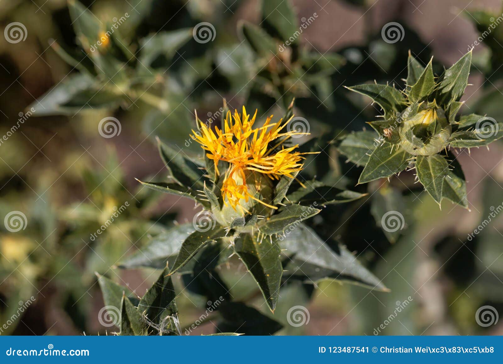 Flor De Un Tinctorius Del Carthamus Del Alazor Imagen de archivo ...