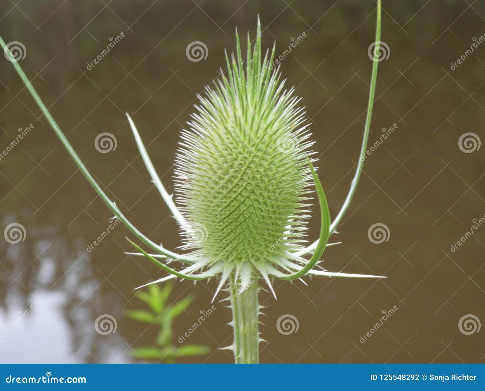 Flor De Una Flor Del Cardo En El Bosque Foto de archivo - Imagen de ...