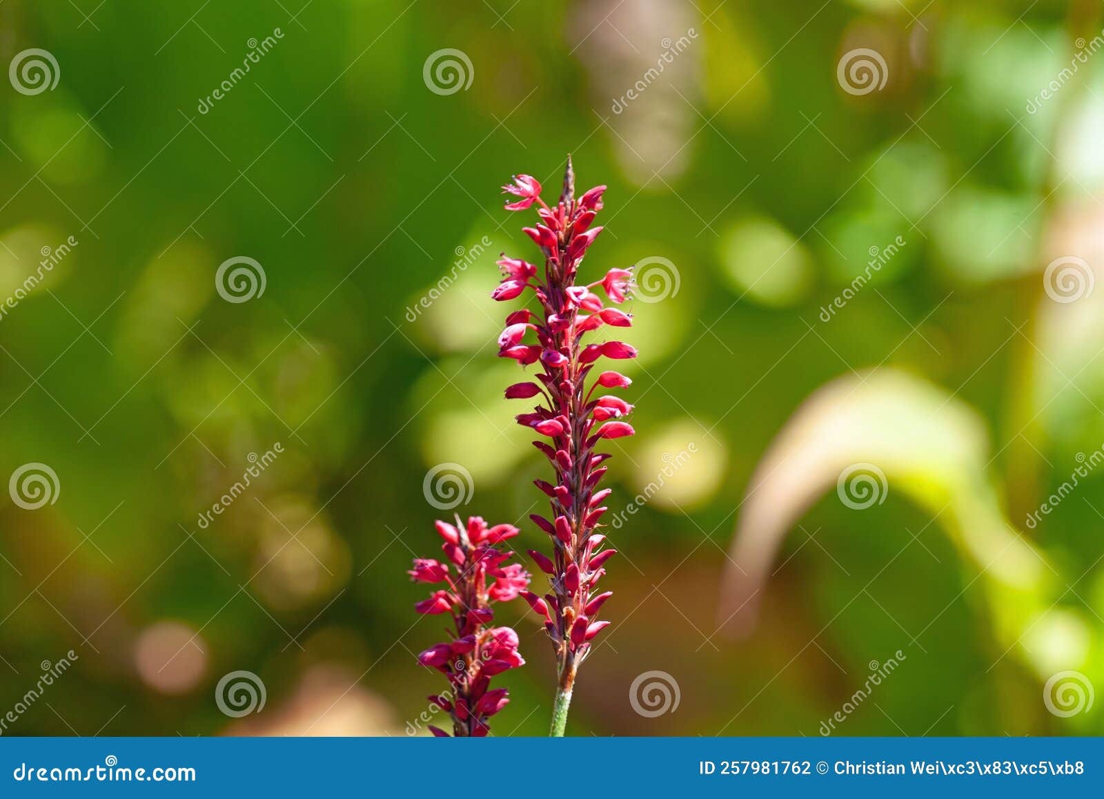 Flor De Una Pluma De Princesa Persicaria Orientalis Foto de archivo ...