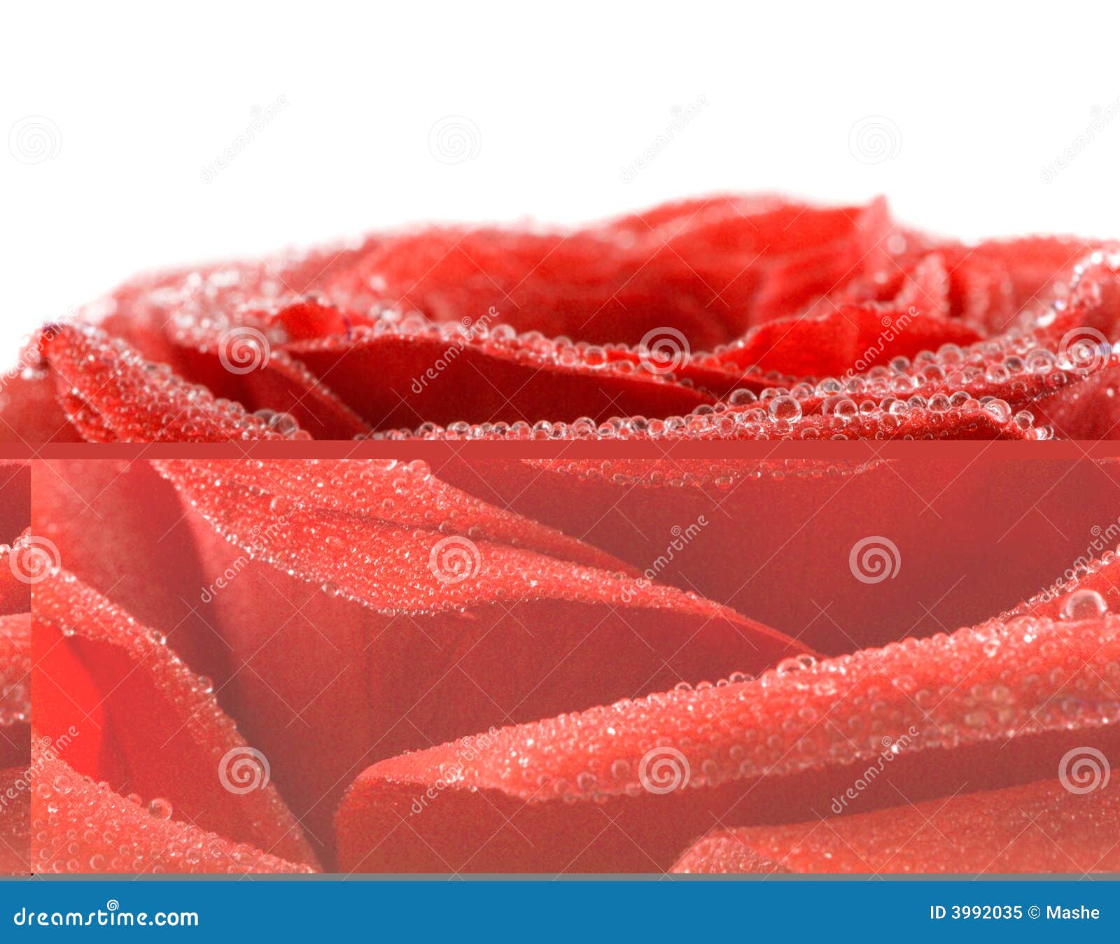 Flor de una rosa imagen de archivo. Imagen de completo - 3992035