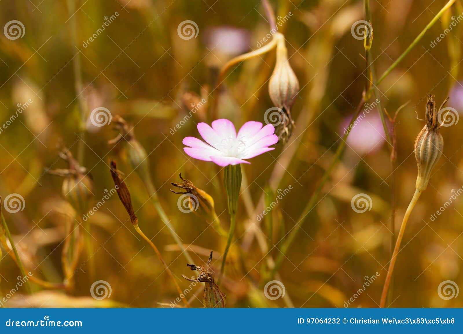 Flor de una Rose del cielo foto de archivo. Imagen de tierra - 97064232